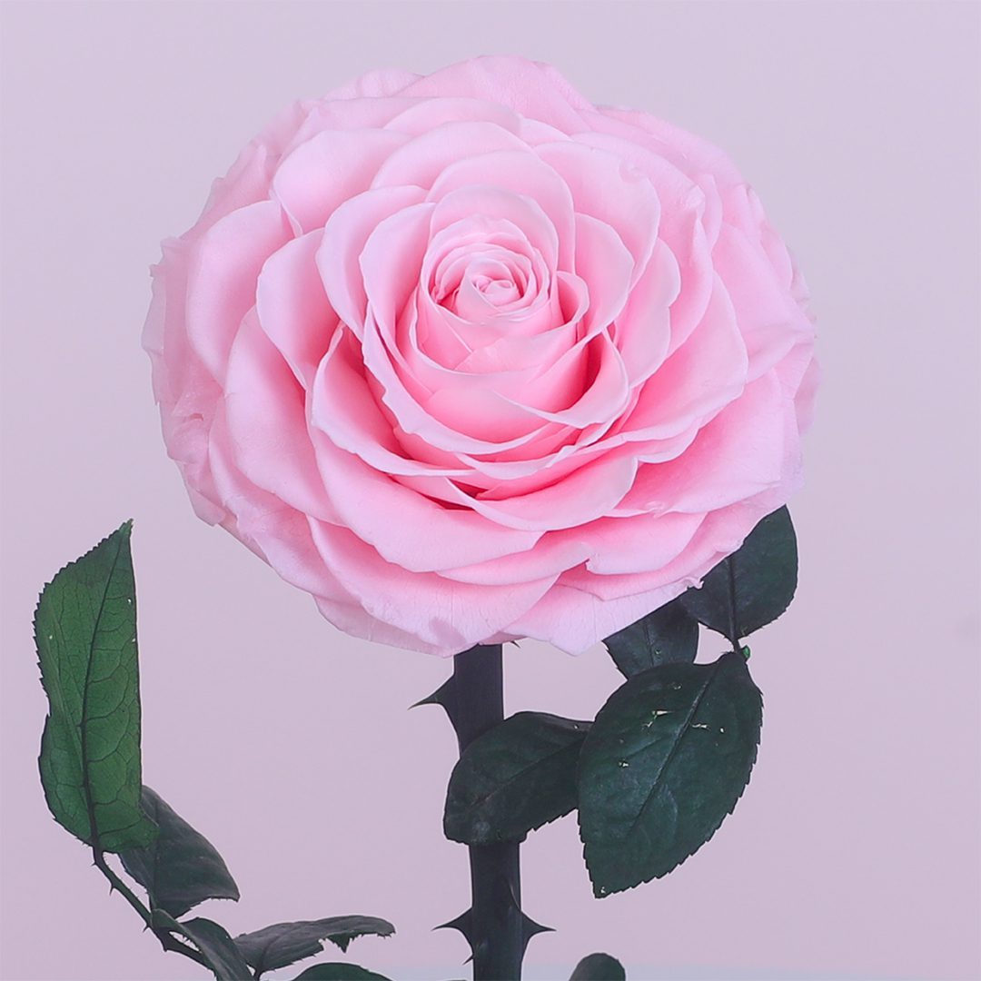 Single Pink Rose Wallpaper